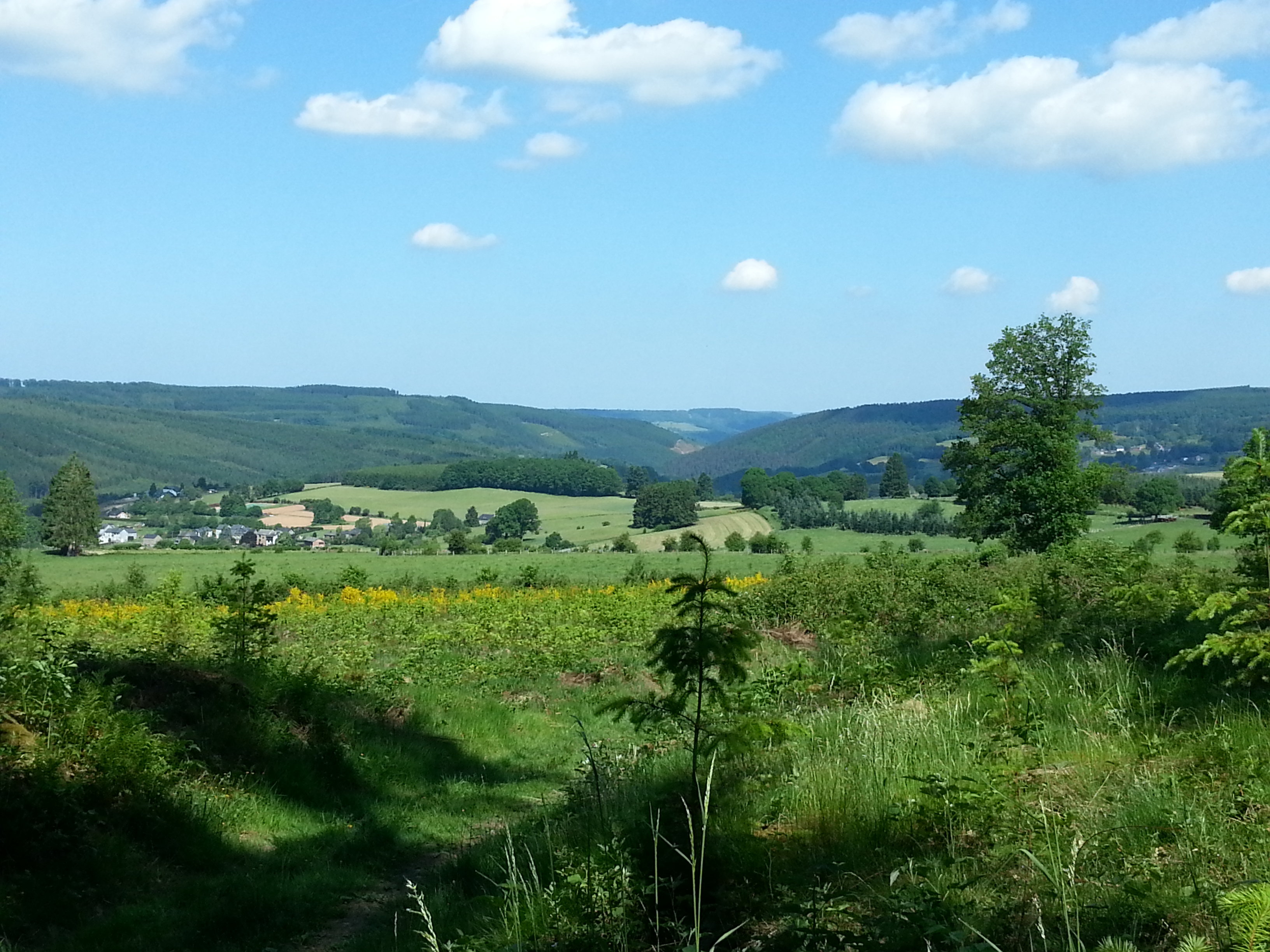 La forêt domaniale du “Grand Bois” | Syndicat d'Initiative de Vielsalm